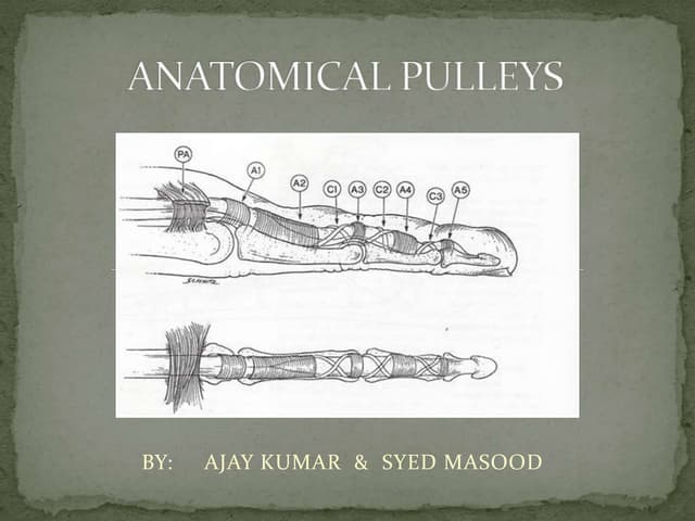 ANATOMICAL PULLEYS.ppt