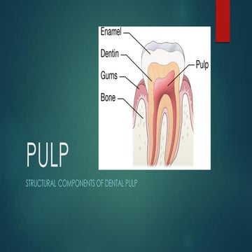 Pulp - structural components | PDF