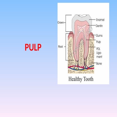 PULP is the innermost component in tooth structure.ppt