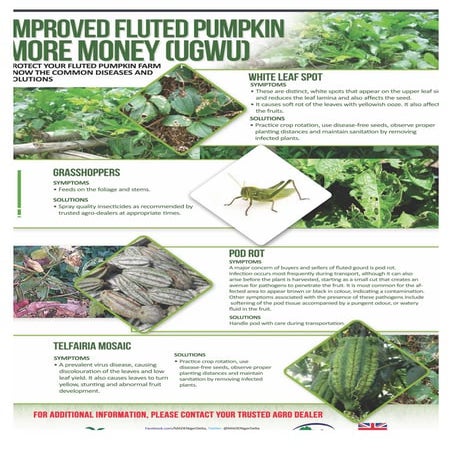 Pumpkin: Solutions to Pests and Diseases | PDF