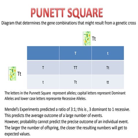 Mendel Punnet Square