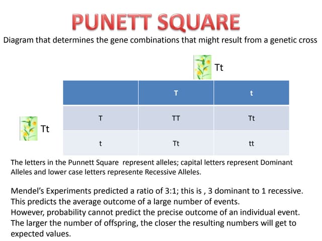 Punnett Square | PPTX