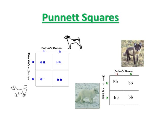 Punnet squares | PPTX | Genetics | Science