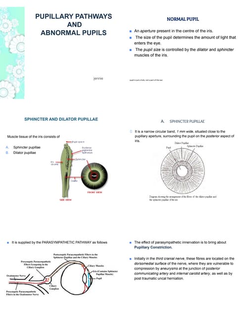 Ophthalmology pupillary reflex pathway 3rd year mbbs | PPTX