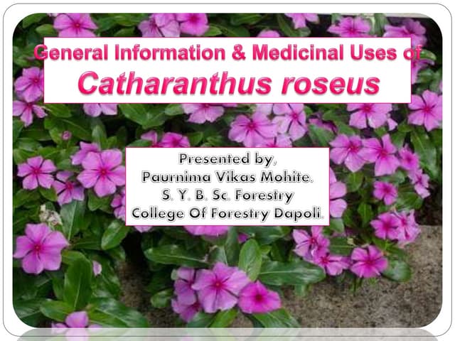 Ethnobotany - Plant Taxonomy Chichirica (Catharanthus roseus)