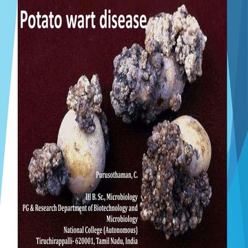 Potato wart disease | PDF