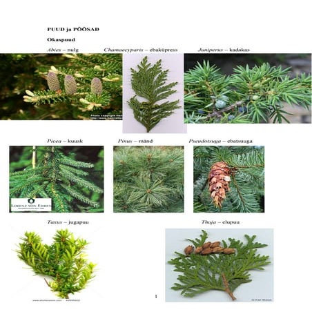 Puud ja põõsad | DOC