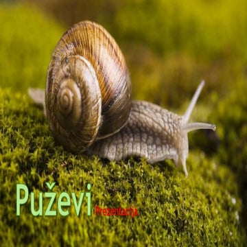 Puzevi prezentacija | PPT