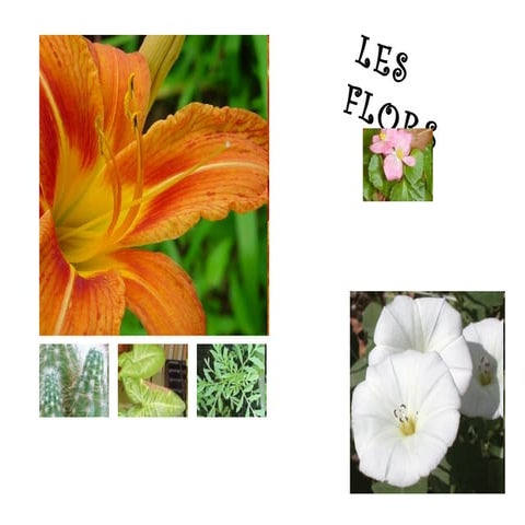 Fotos de flors | PPT