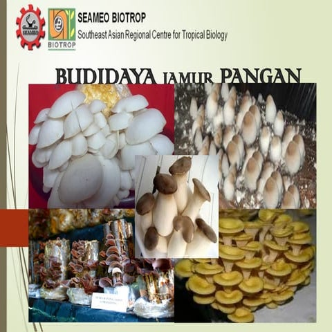 POWER POINT BUDIDAYA JAMUR PANGAN 1.pptx