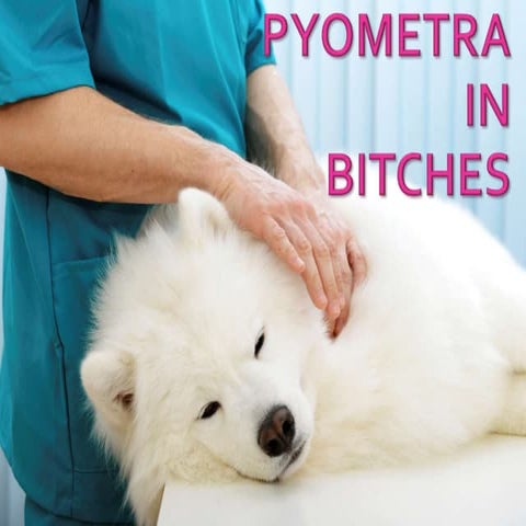 A Way To Treat Pyometra Dogs