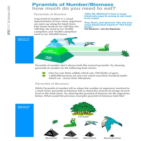 Pyramid Of Numbers And Biomass | PDF