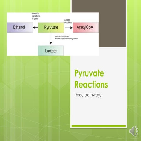 Pyruvate Reactions | PPTX