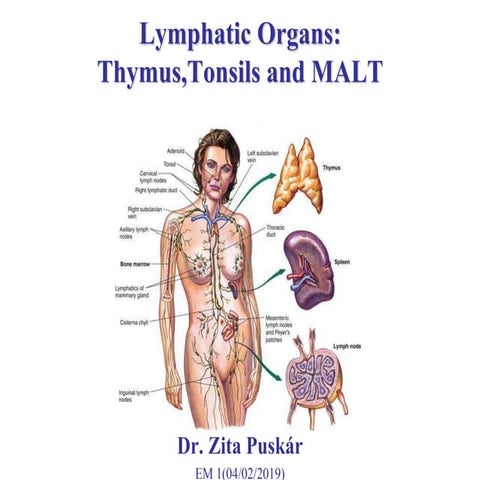 PZ_Thymus-and-Tonsils-EM1-2019.ppt