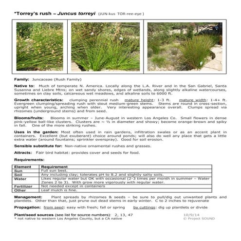 Gardening sheet juncus textilis | PDF