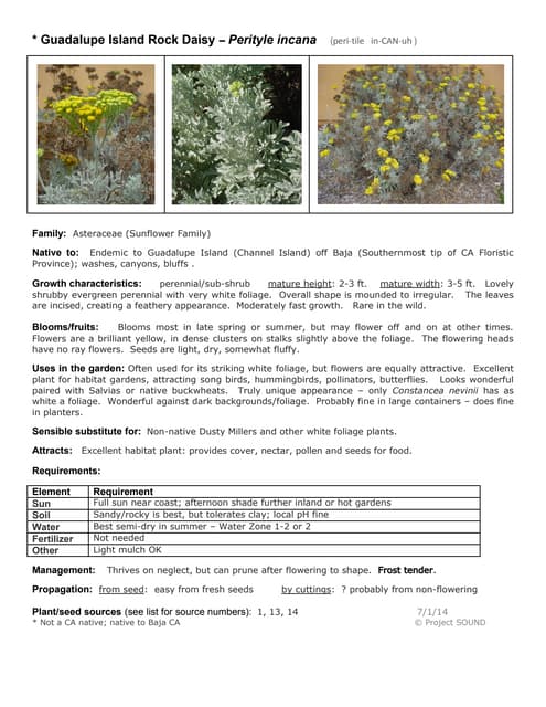 Gardening sheet perityle incana | PDF