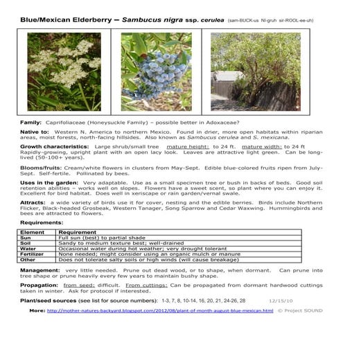 Sambucus nigra 'variegata' label | PDF