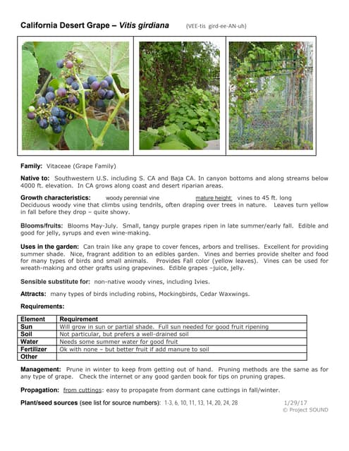 Vitis californica web show | PPT