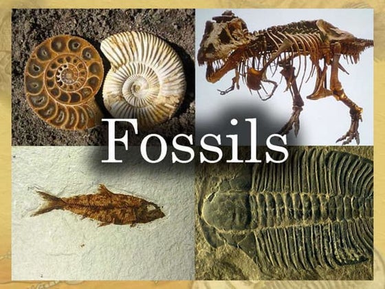 Types of fossils and uses | PPTX | Geology | Science