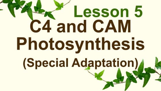 C3 and c4 plants ,characteristic ,cycles and significance | PPTX | Science