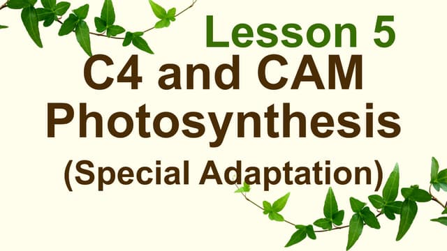 C3 and c4 plants ,characteristic ,cycles and significance | PPTX