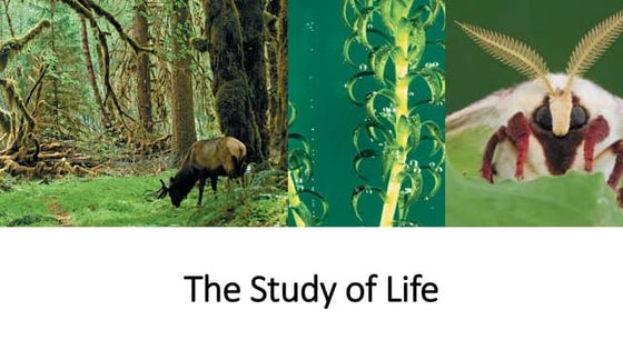 The Origin of the First Life Forms.pptx