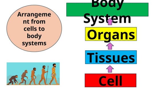 MATATAG CURRICULUM sample lesson exemplar.docx | Educational Assessment ...