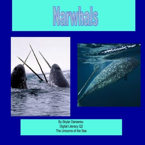 Narwhal - The Presentation | PPT