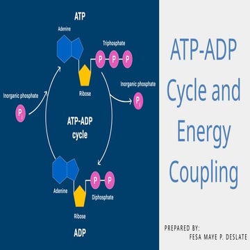 Biology 2 Q2 week 15 the ATP-ADP cycle.pptx