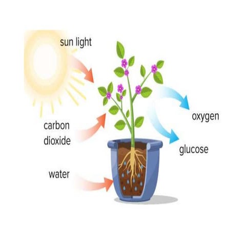 Photosynthesis process (light and dark reactions) | PPT