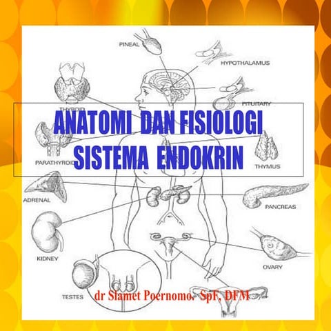ENDOKRIN__HORMON_ANATOMI.ppt ppt kedokteran | PPT