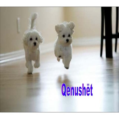 Qenushet | PPT