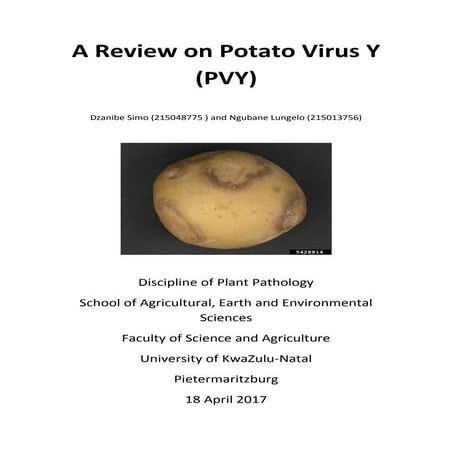 Potato virus y by SM Dzanibe and L Ngubane | DOC