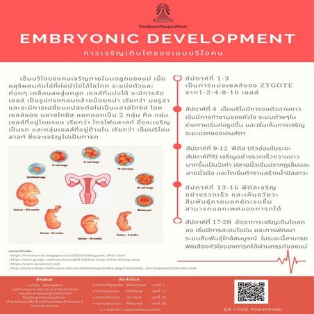 Embryonic Development poster -G7/825 | PDF