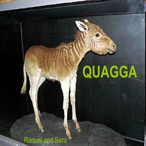 Quagga | PPT
