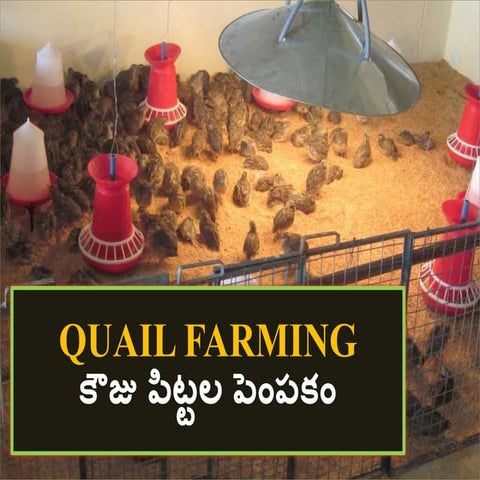 Quail farming | PPTX