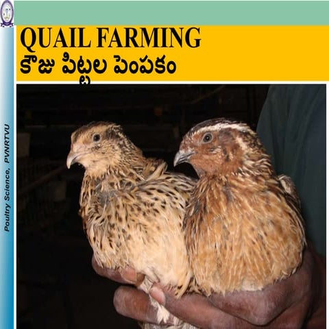 Quail farming in india | PPTX