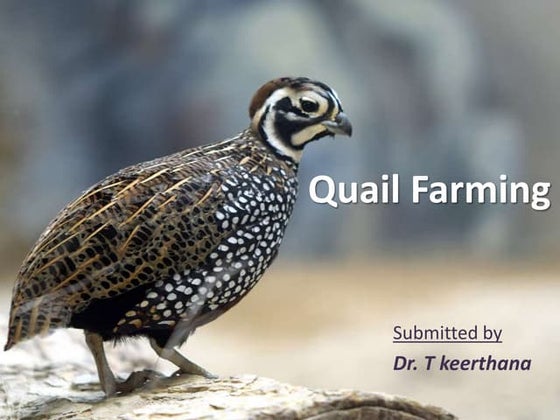 Quail Production and Management | PDF