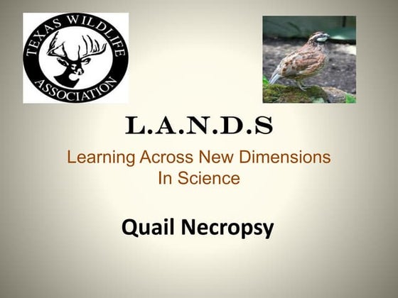 Body parts of quail | PPTX