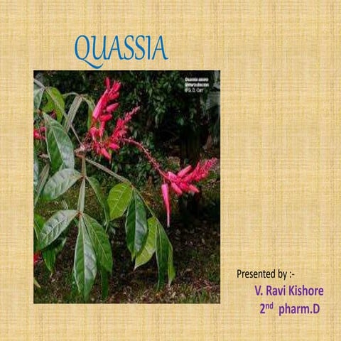 Quassia | PPTX