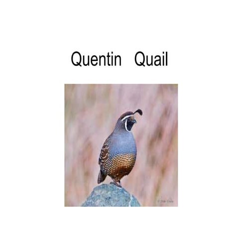 Quentin quail | PPT