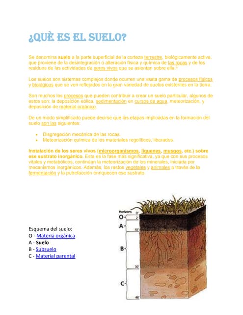 El suelo (sopa de letras) | PPT