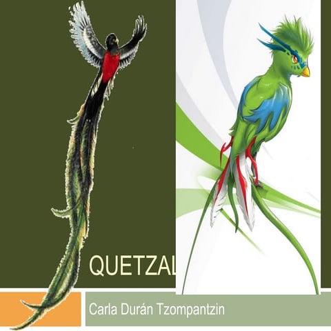 Quetzal | PPTX