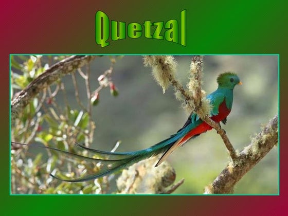 The legend of the quetzal | PPT