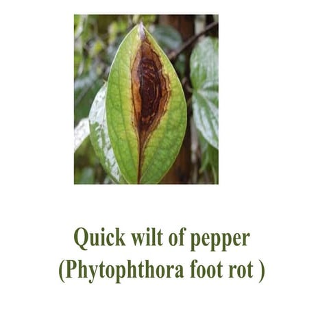 foot root disease or quick wilt of pepper.pptx