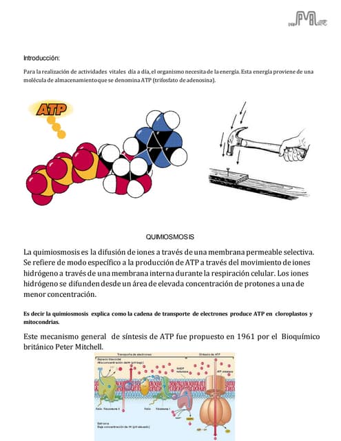 Fosforilacion Oxidativa | DOCX