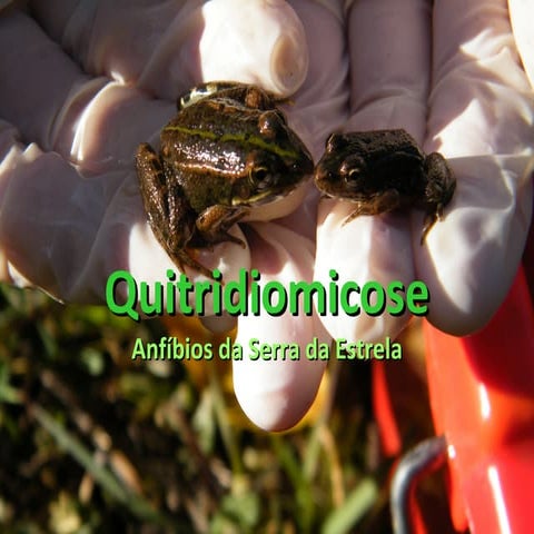 Paodequartos presentations