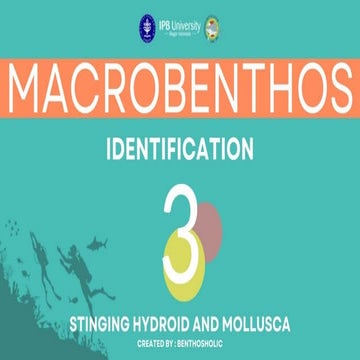 Quiz_Macrobenthos Identification 3 - Stinging Hydroids and Mollusca .pptx