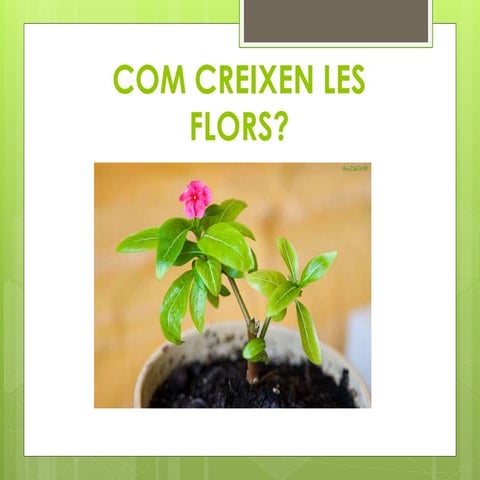 Projecte: com creixen les flors? | PPTX