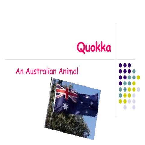 Quokka | PPT